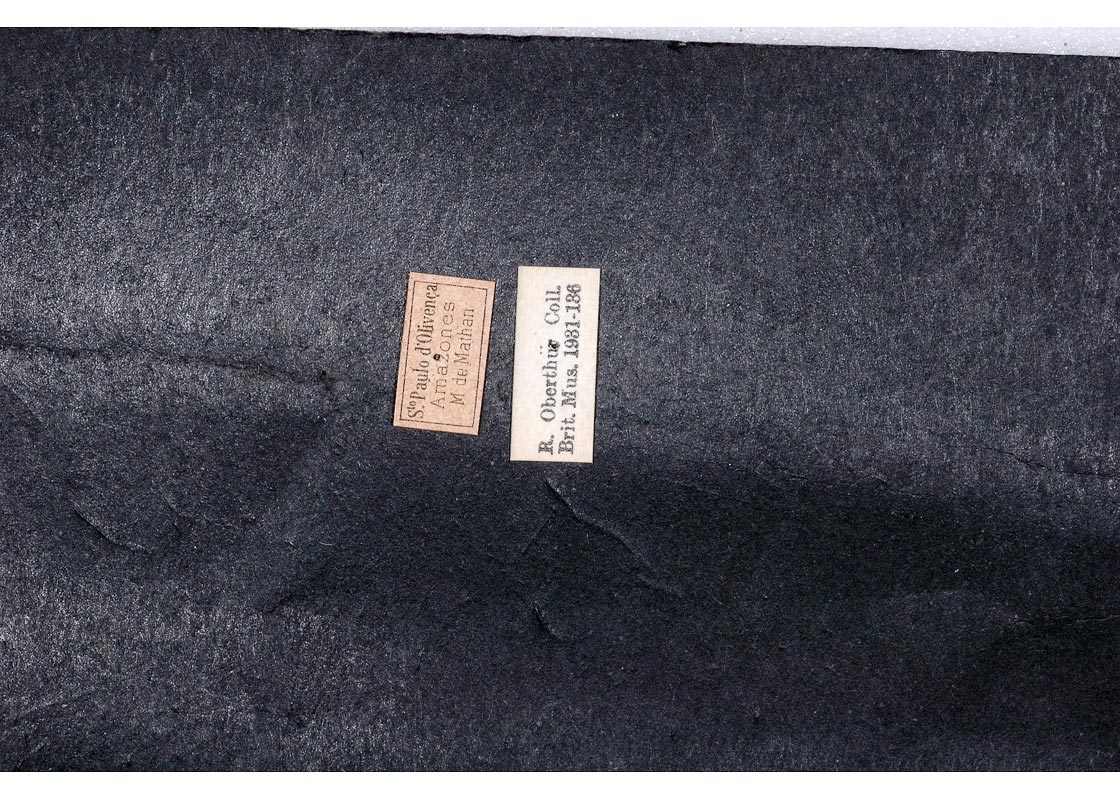 Lychnuchus ponka (type specimens)